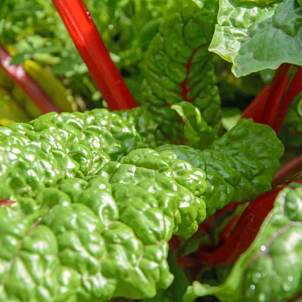 Heirloom Ruby Red Swiss Chard Seeds | Terroir Seeds