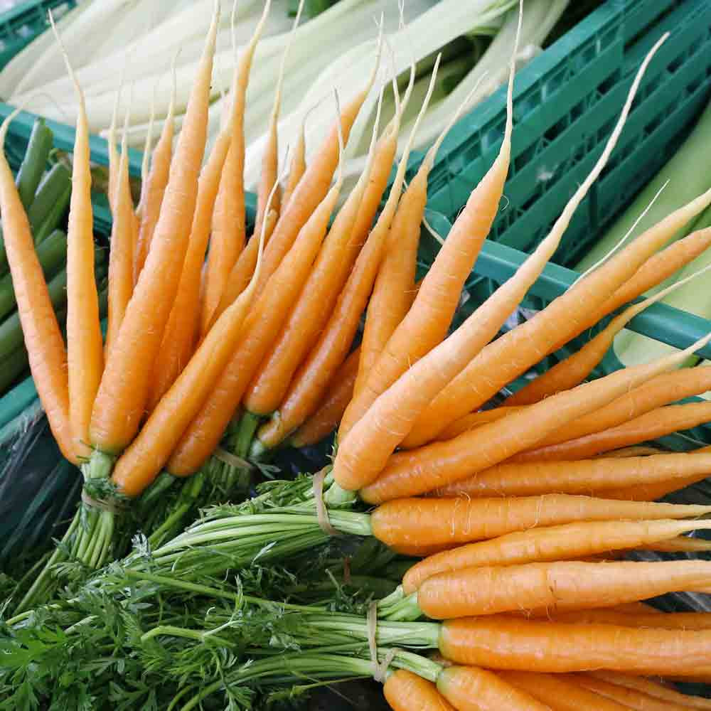Little Finger Heirloom Carrot Seeds | Terroir Seeds