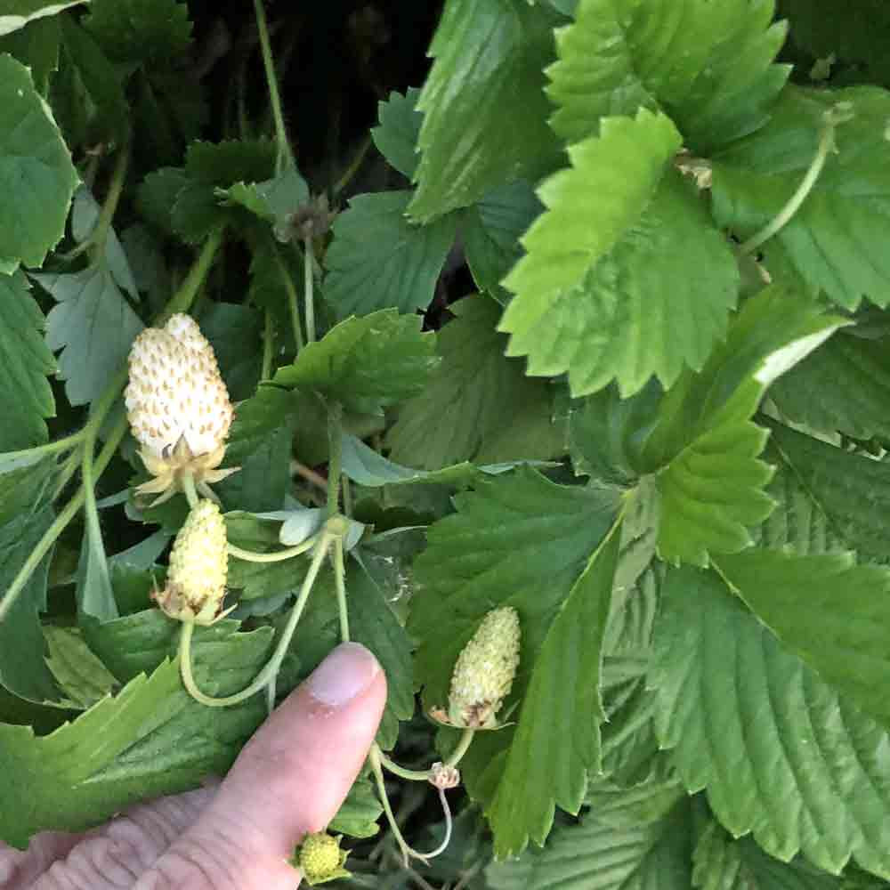 Yellow Wonder Heirloom Alpine Strawberry Seeds | Terroir Seeds