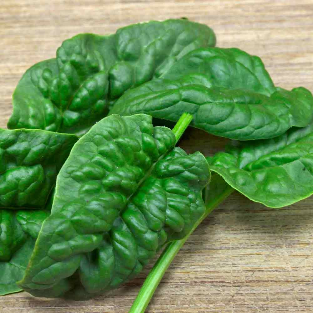 Bloomsdale Heirloom Spinach Seeds | Terroir Seeds