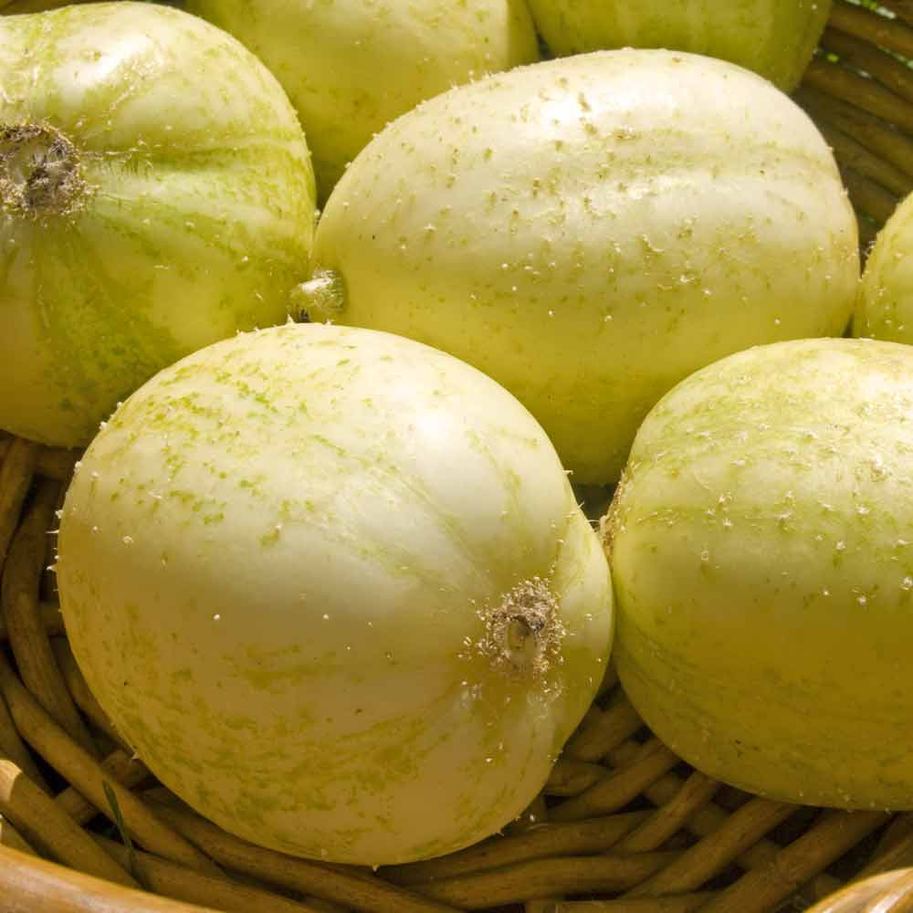 Crystal Apple Heirloom Cucumber Seeds | Terroir Seeds