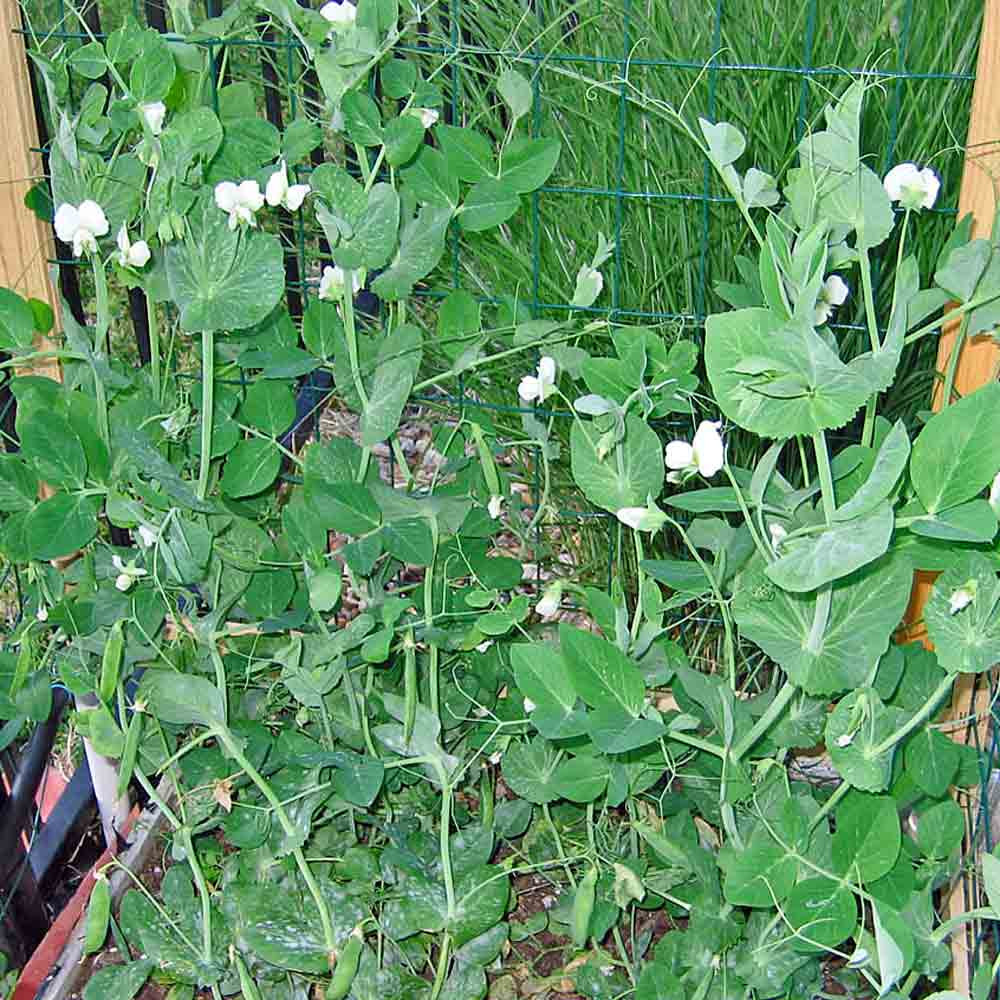 Alaska Heirloom Pea Seeds | Terroir Seeds