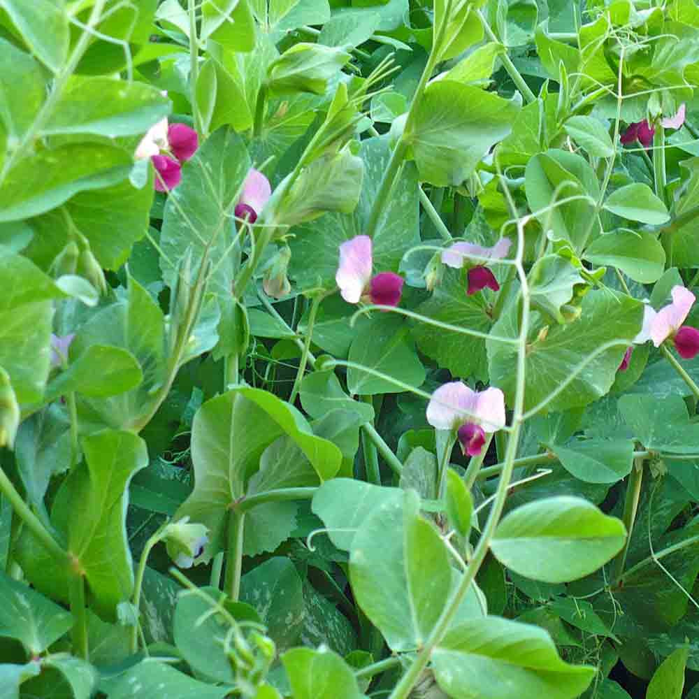 Dwarf Heirloom Sugar Pea Seeds | Terroir Seeds