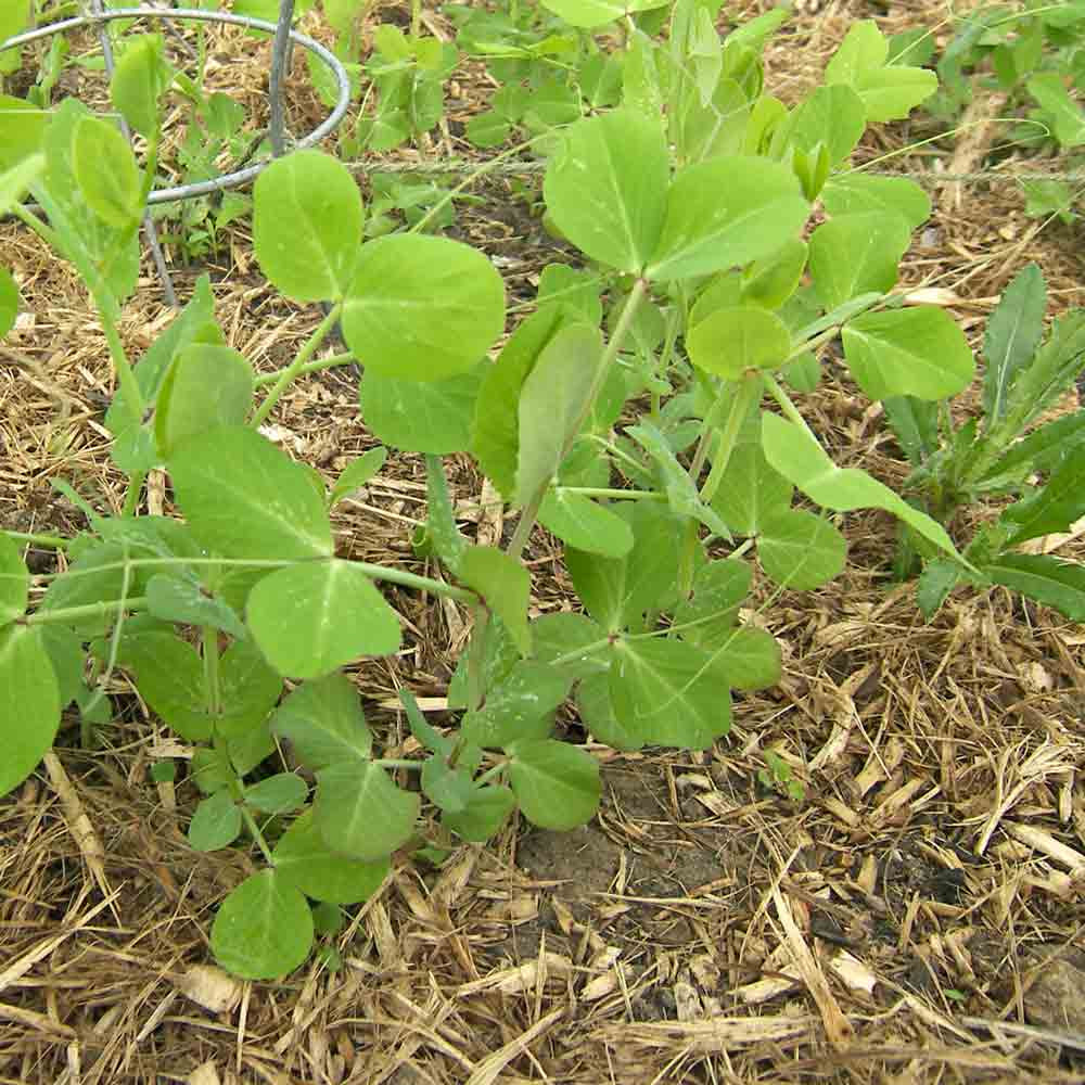 Dwarf Heirloom Sugar Pea Seeds | Terroir Seeds