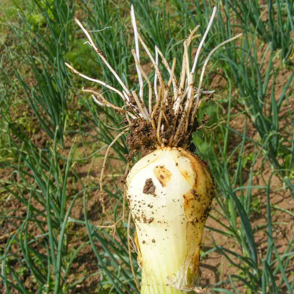 Evergreen Bunching Heirloom Onion Seeds | Terroir Seeds