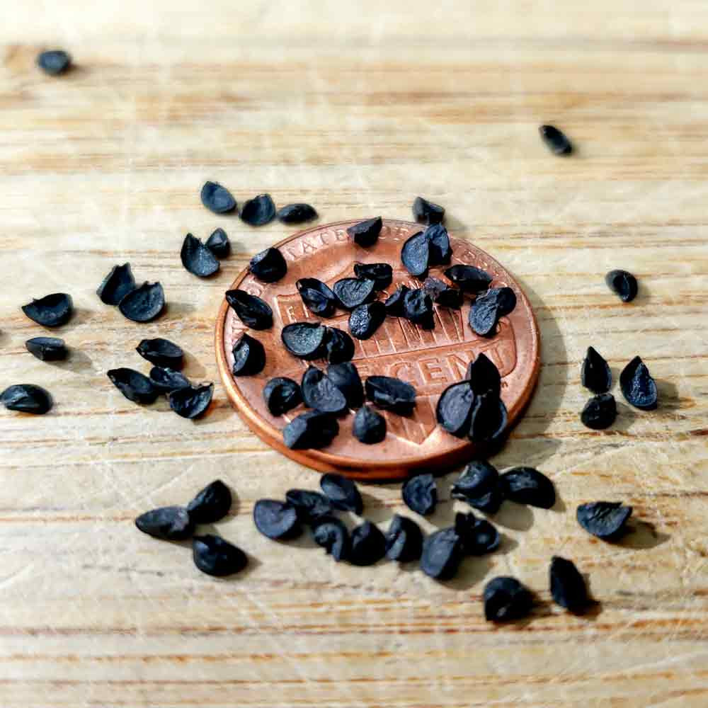Evergreen Bunching Heirloom Onion Seeds | Terroir Seeds