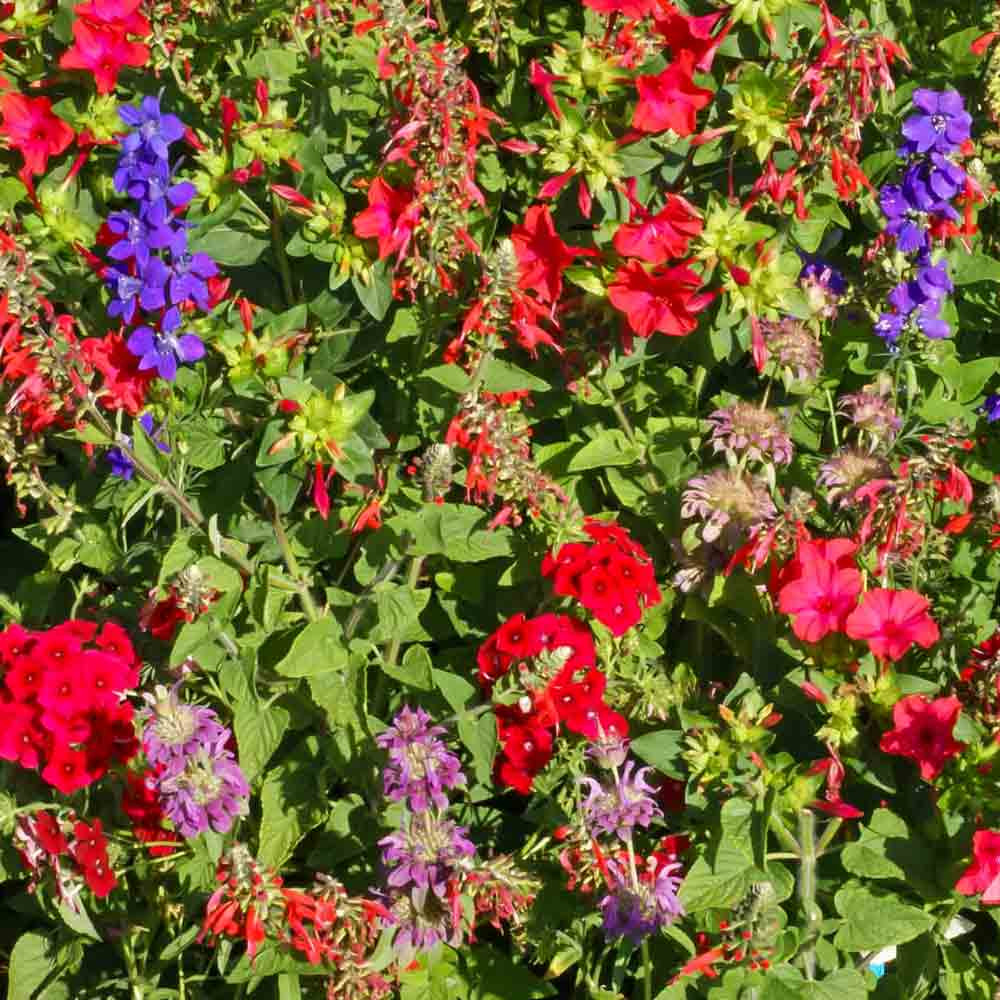 Hummingbird Garden Heirloom Seed Collection | Terroir Seeds