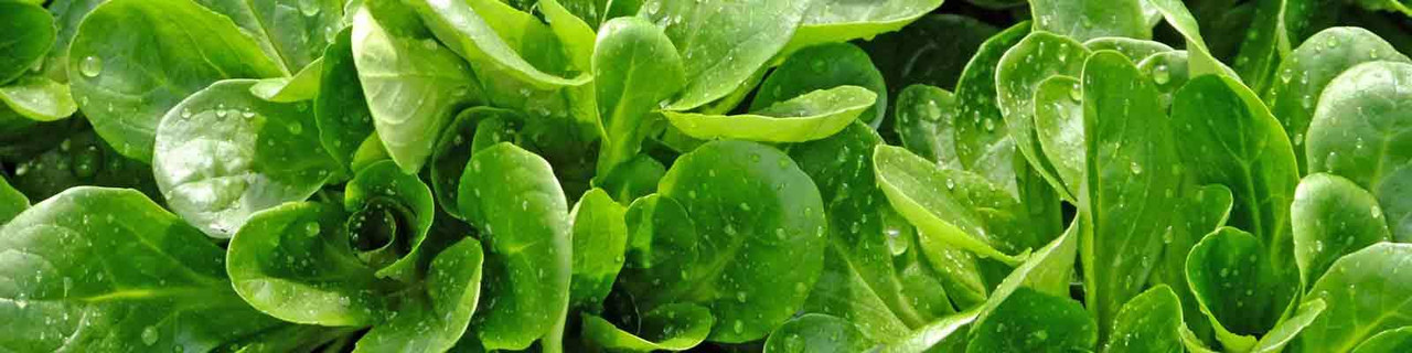 Heirloom Vegetable Seeds | Terroir Seeds