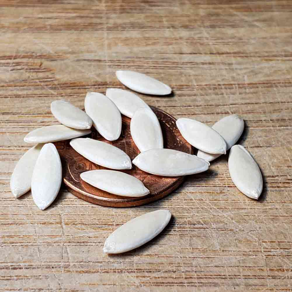 Beit Alpha Heirloom Cucumber Seeds | Terroir Seeds