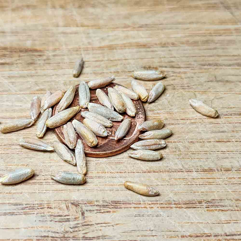 Heirloom Gazelle Spring Rye Seeds | Terroir Seeds