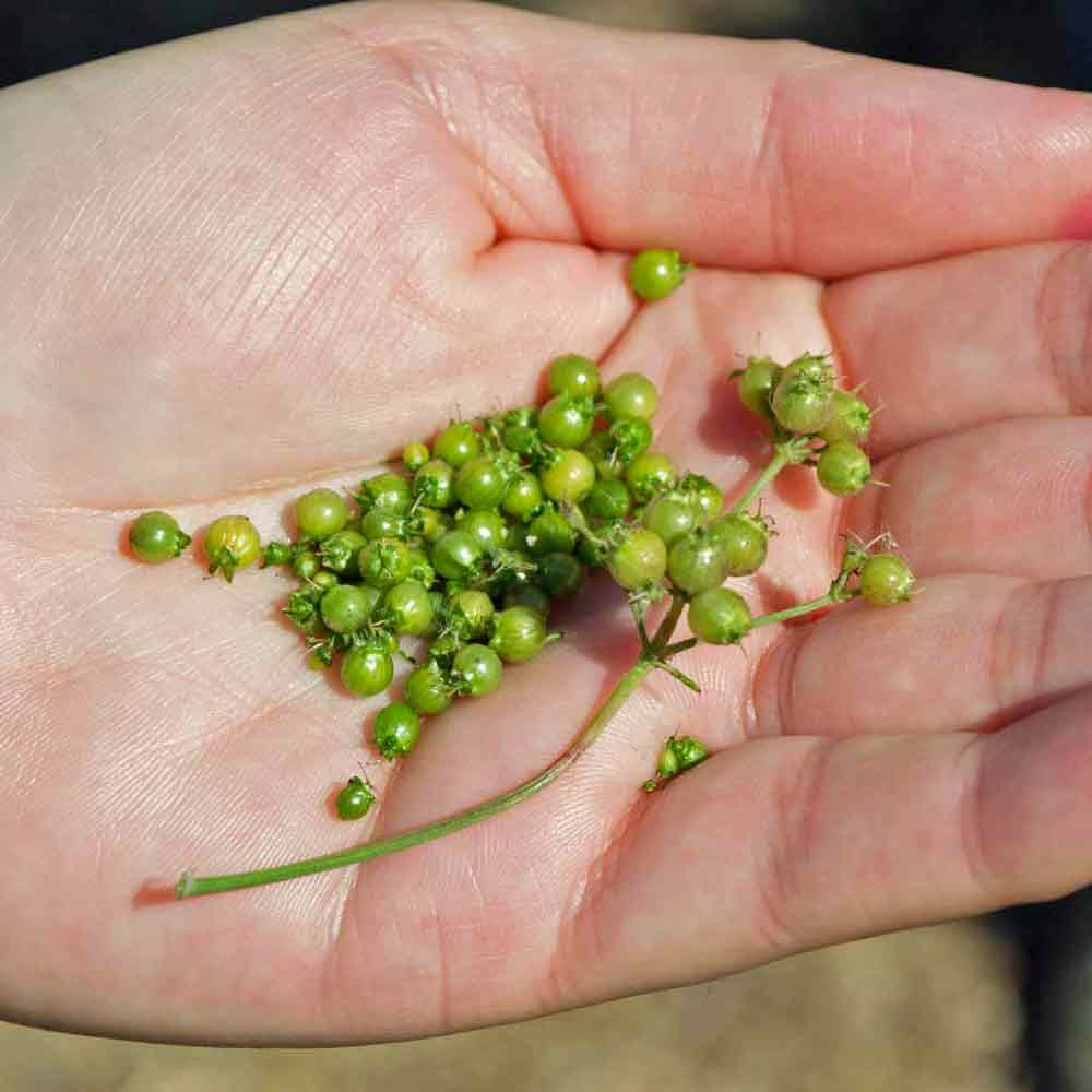 Slow Bolting Heirloom Cilantro/Coriander Seeds | Terroir Seeds
