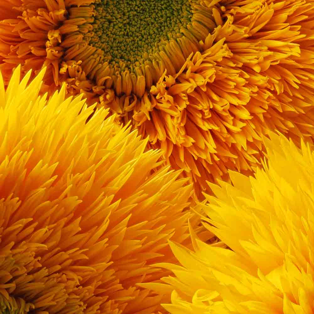 Teddy Bear Sunflower Seeds | Terroir Seeds