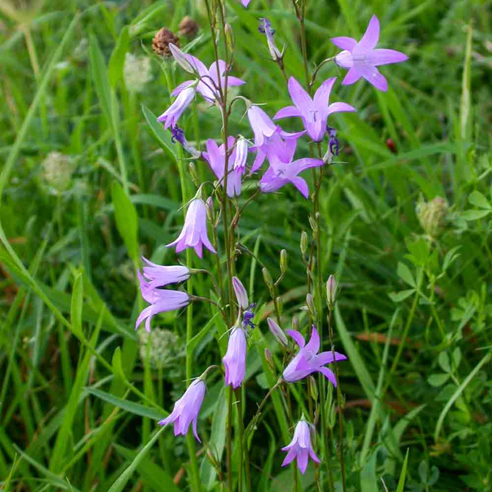 Heirloom Rampion Seeds | Terroir Seeds