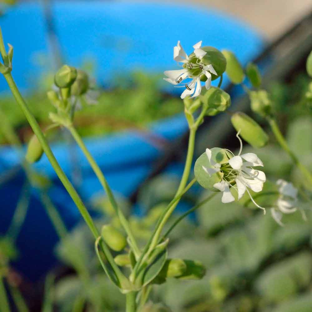 Sculpit /Stridolo Heirloom Seeds | Terroir Seeds