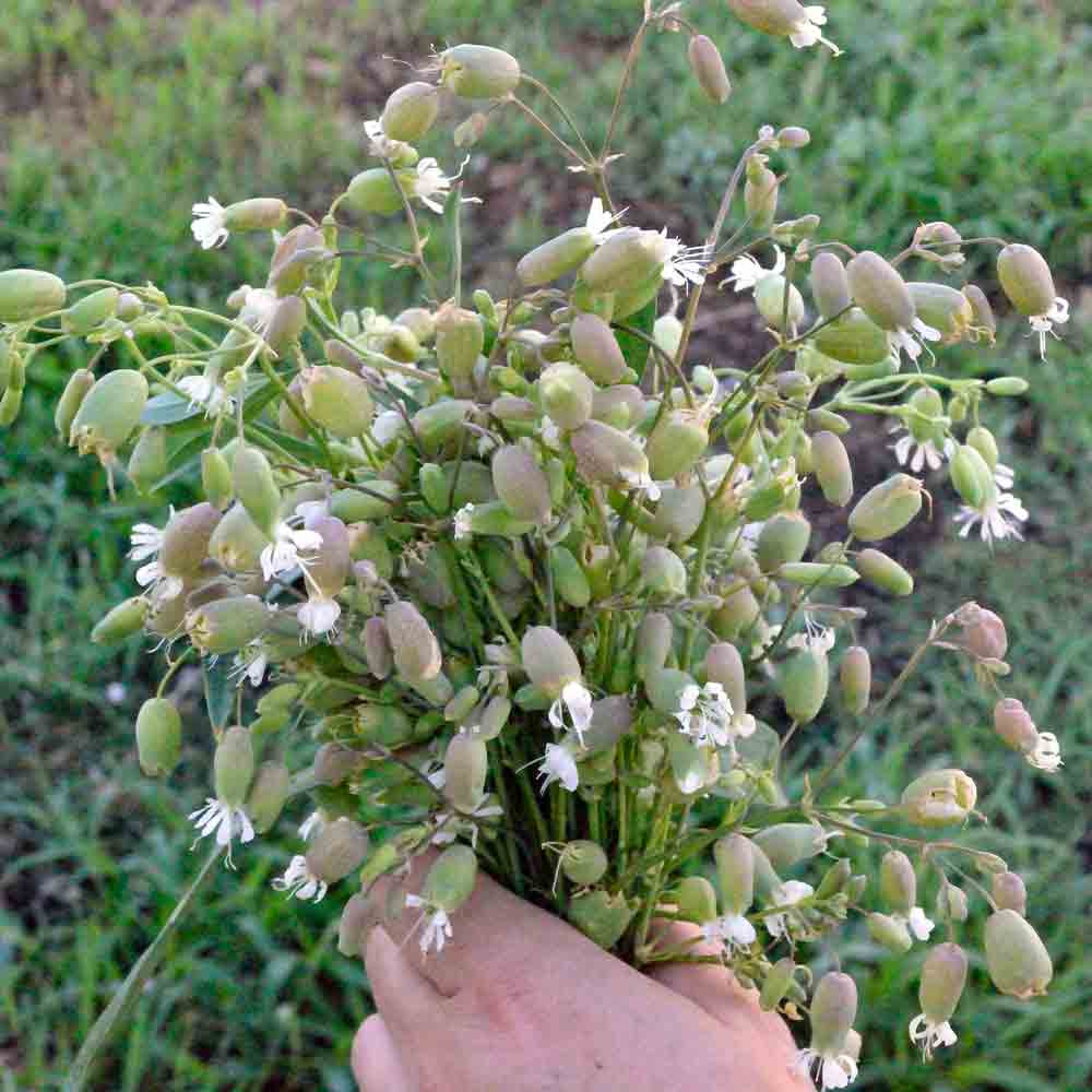 Sculpit /Stridolo Heirloom Seeds | Terroir Seeds