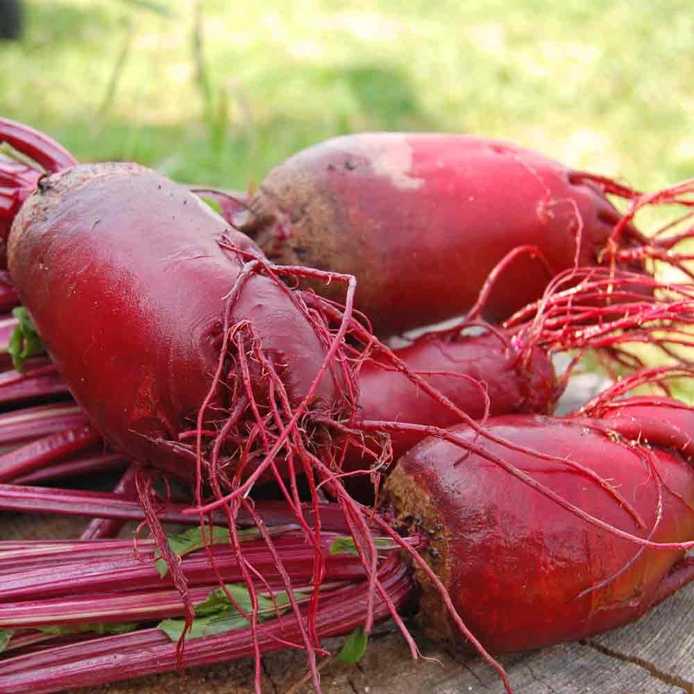 Heirloom Beet Seeds | Terroir Seeds