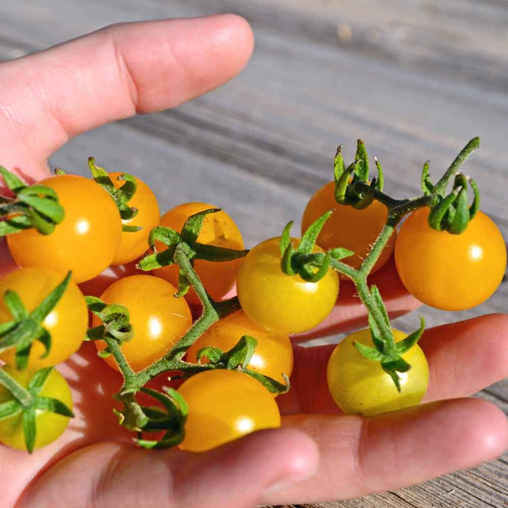Wild Galapagos Tomato Seeds | Terroir Seeds