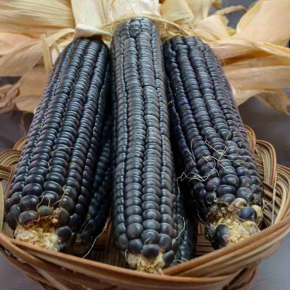 Hopi Blue Heirloom Corn Seeds | Terroir Seeds