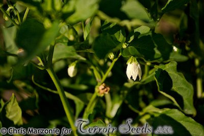 Concho Heirloom Pepper Seeds | Terroir Seeds