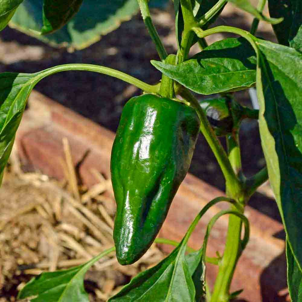 Poblano/Ancho Heirloom Pepper Seeds | Terroir Seeds
