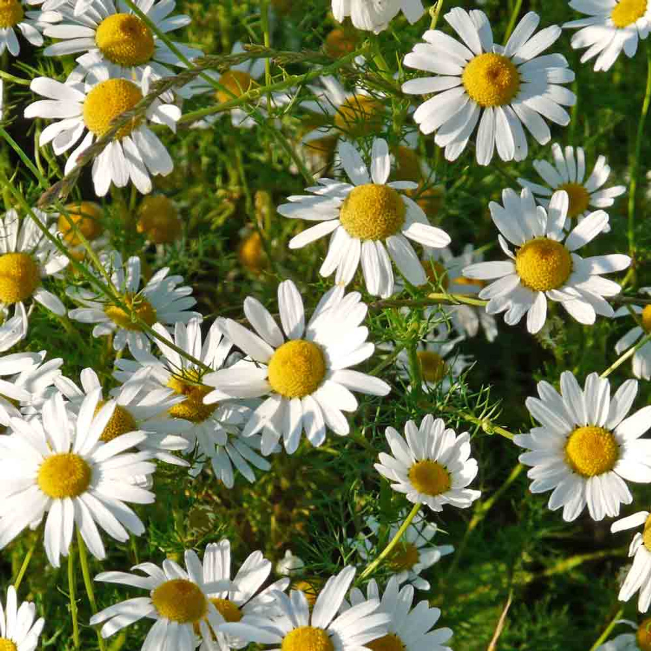 Roman Chamomile Heirloom Seeds | Terroir Seeds Roman Chamomile Heirloom Seeds | Terroir Seeds