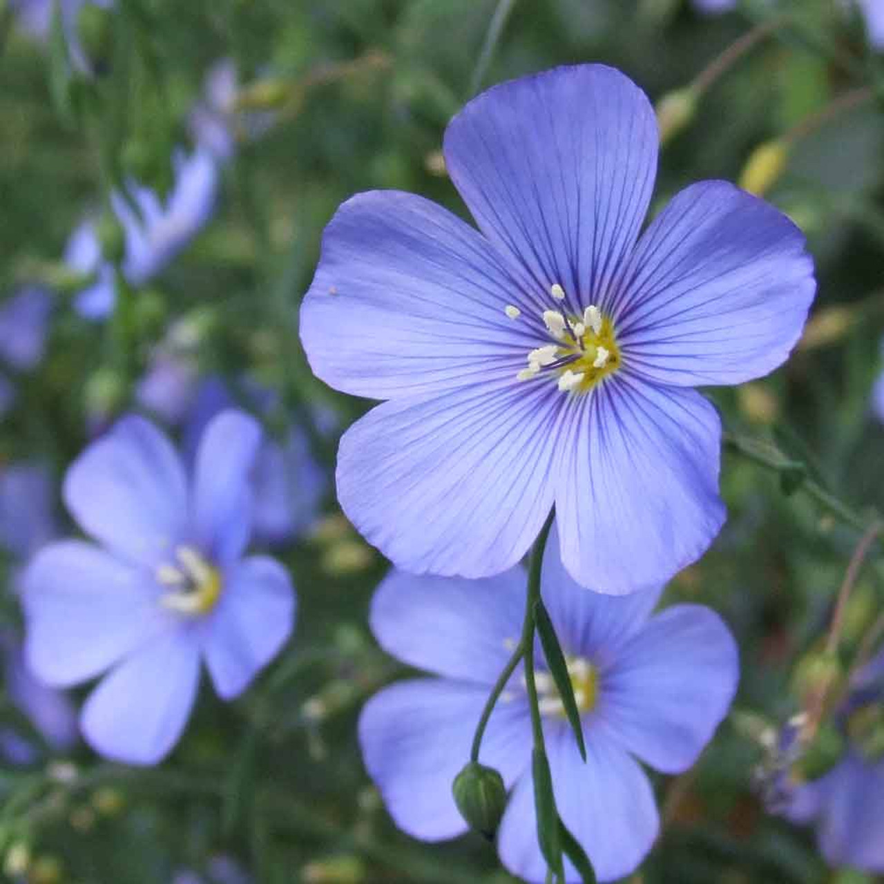 Blue flax flower store