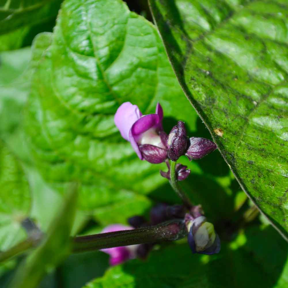 Home & Living Seeds & Seed Bombs Royalty Purple Pod Bush Bean Seeds ...