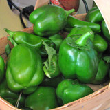 Heirloom Jupiter Sweet Pepper Seeds | Terroir Seeds