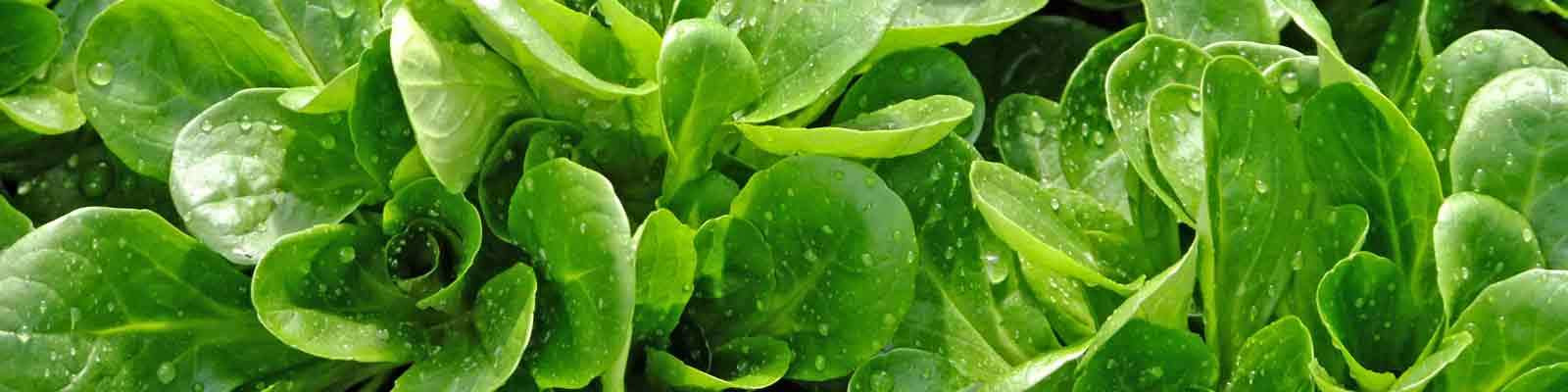 Heirloom Vegetable Seeds | Terroir Seeds