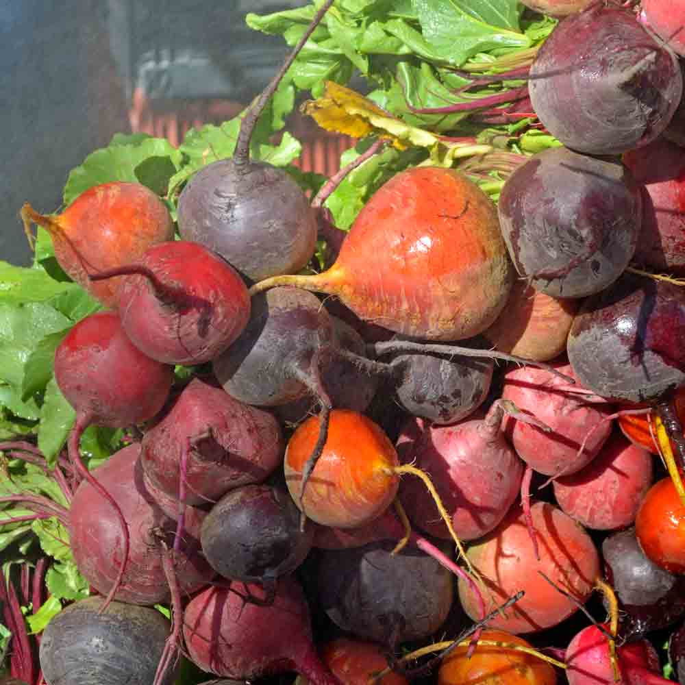 Heirloom Beet Seeds | Terroir Seeds