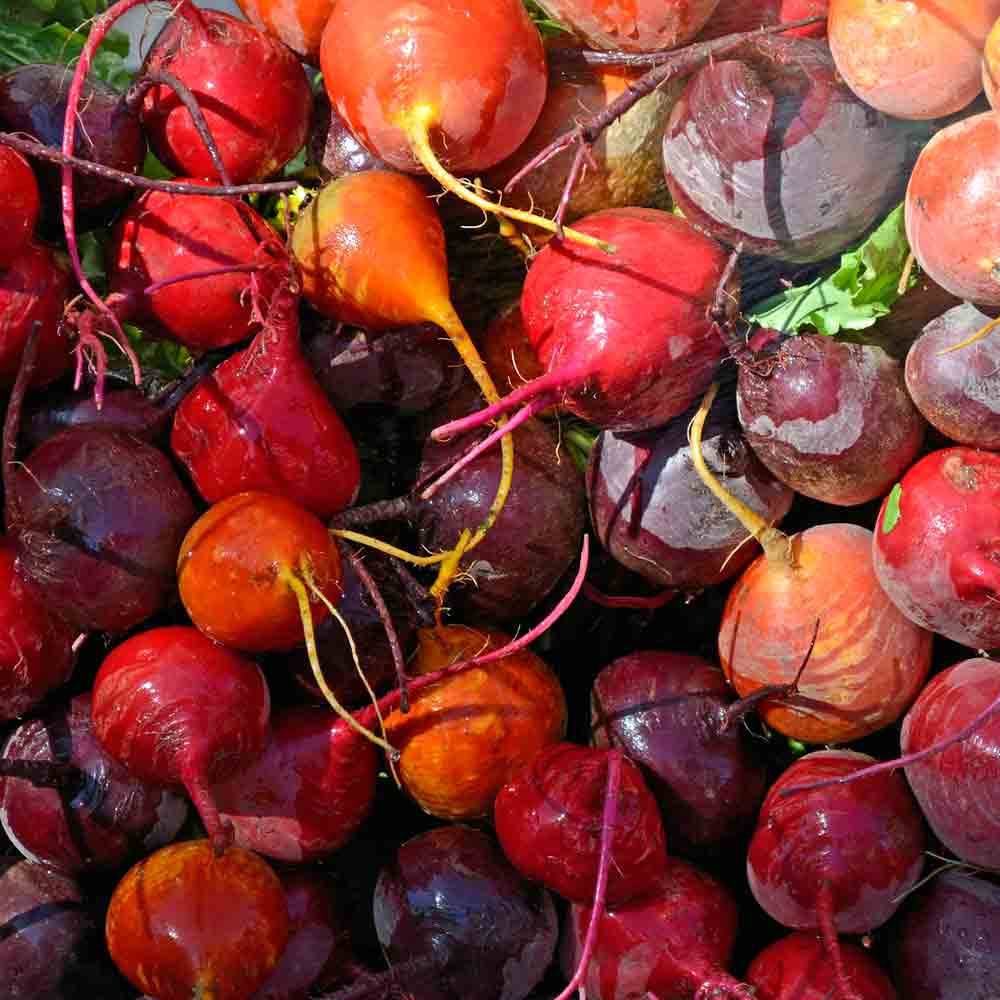 Rainbow Beet Mix Heirloom Seeds | Terroir Seeds