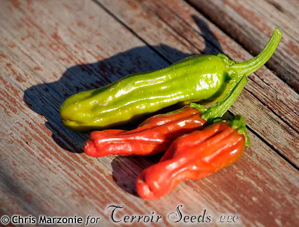 Heirloom Red Peter Pepper Seeds | Terroir Seeds