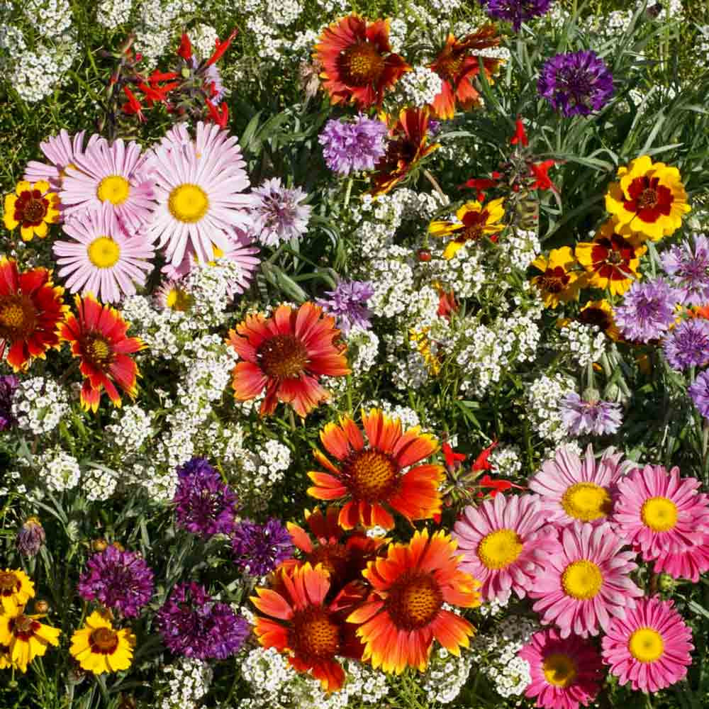Fragrant Flower Heirloom Seed Mix | Terroir Seeds