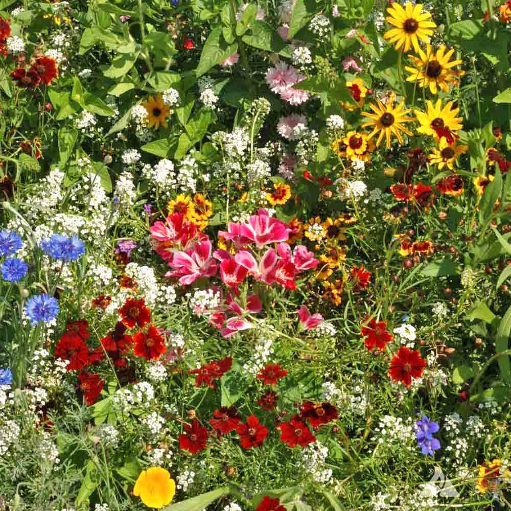 Hummingbird & Butterfly Mix Seeds | Terroir Seeds