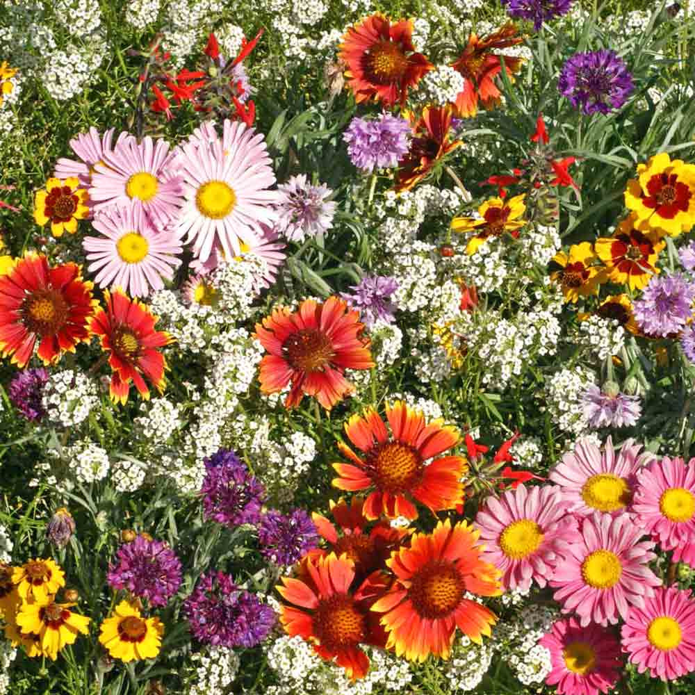 Hummingbird & Butterfly Mix Seeds | Terroir Seeds