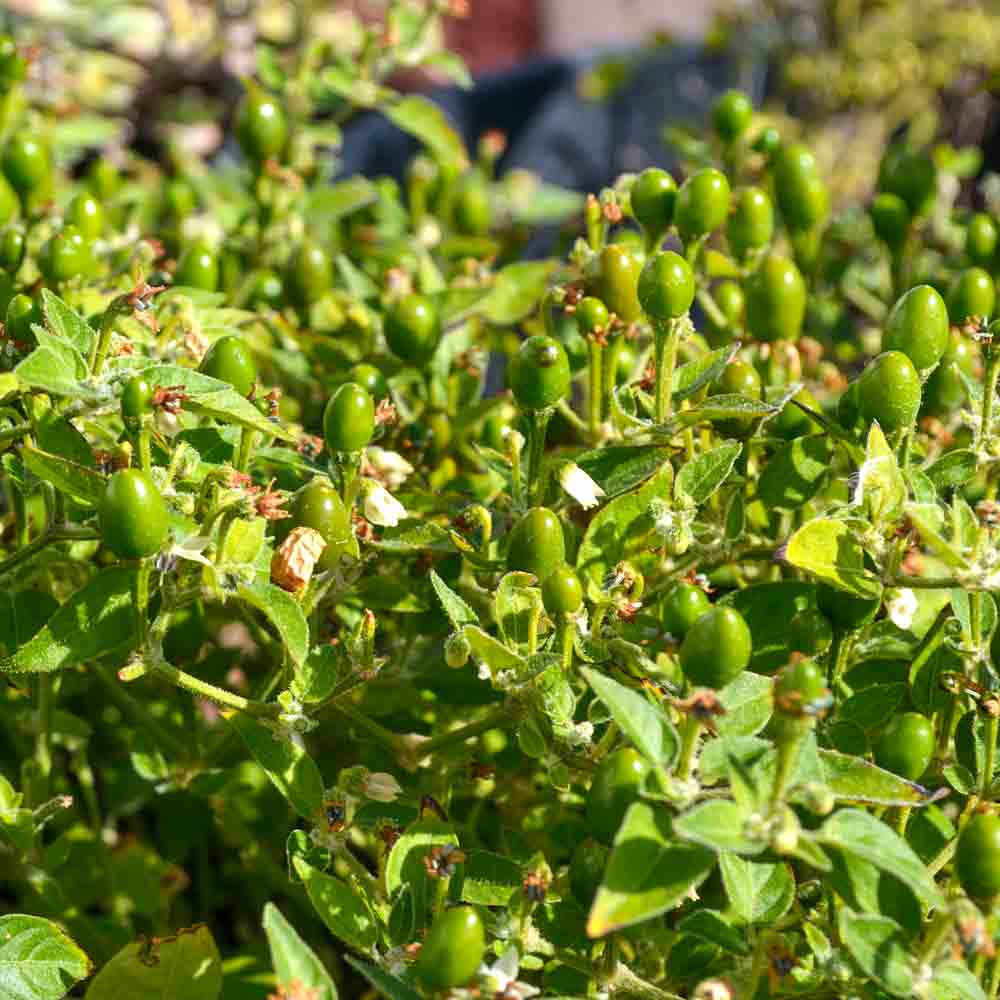 Heirloom Chiltepin Hot Pepper Seeds | Terroir Seeds