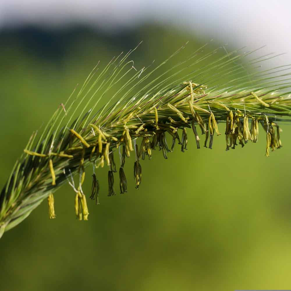 Heirloom Gazelle Spring Rye Seeds | Terroir Seeds