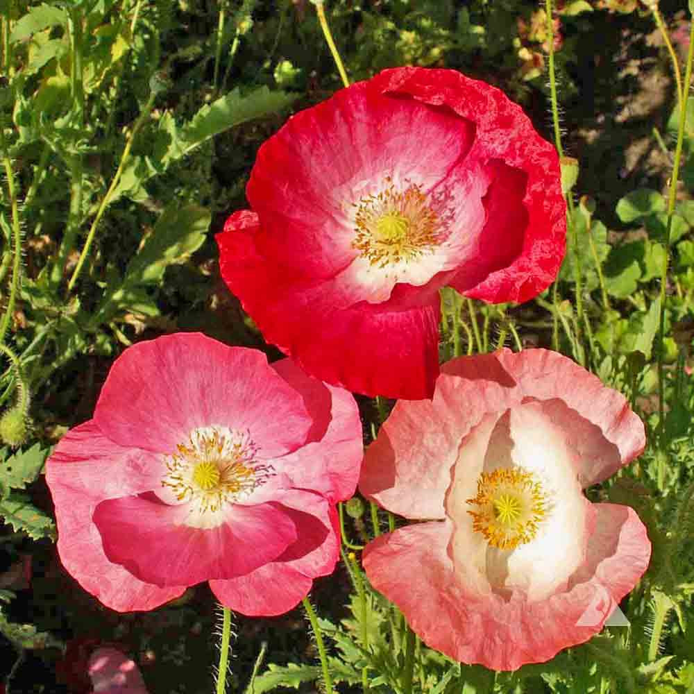 Heirloom Red Corn Poppy Seeds | Terroir Seeds