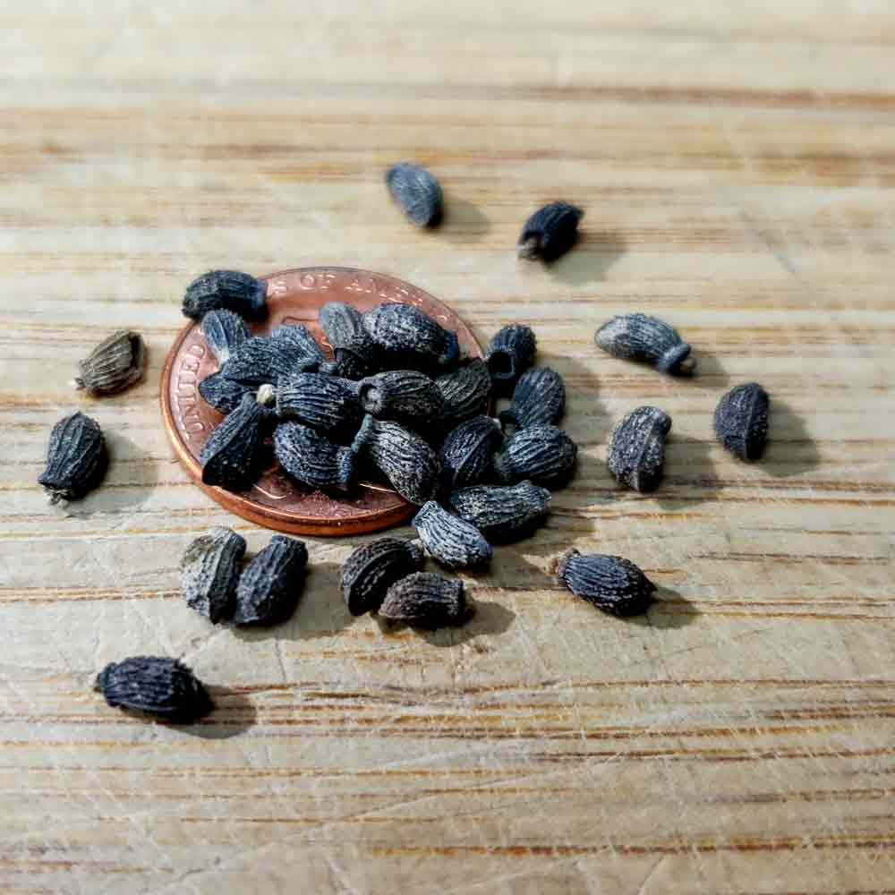 Heirloom Borage Seeds | Terroir Seeds