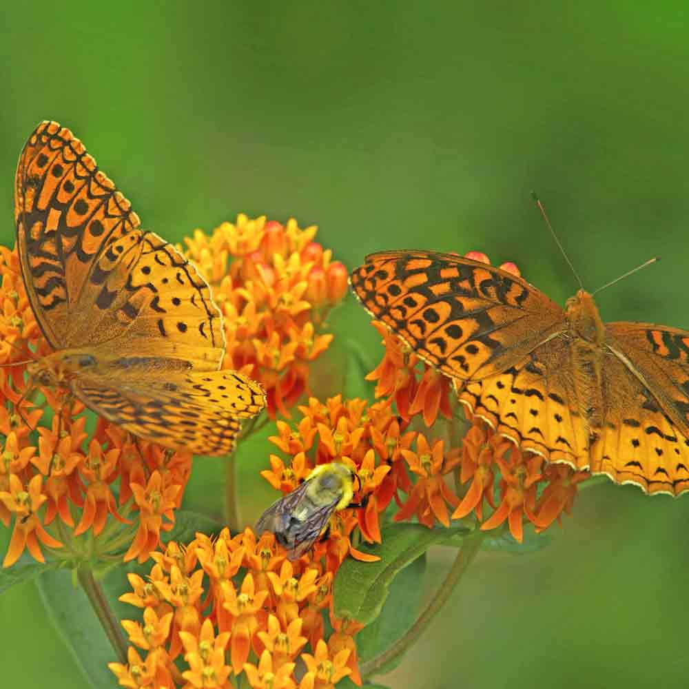 Monarch Butterfly Heirloom Flower Mix Seeds | Terroir Seeds