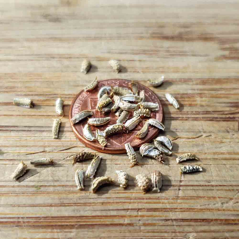 Navajo/Hopi Tea (Greenthread) Heirloom Seeds | Terroir Seeds