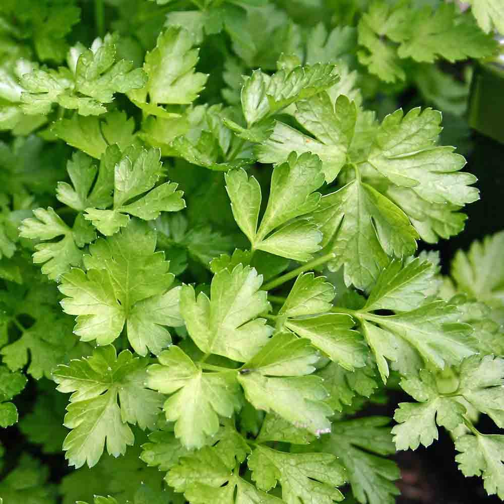 Flat Leaf Parsley Heirloom Seeds | Terroir Seeds