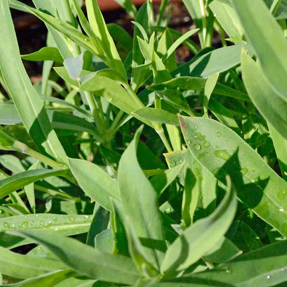 Sculpit /Stridolo Heirloom Seeds | Terroir Seeds