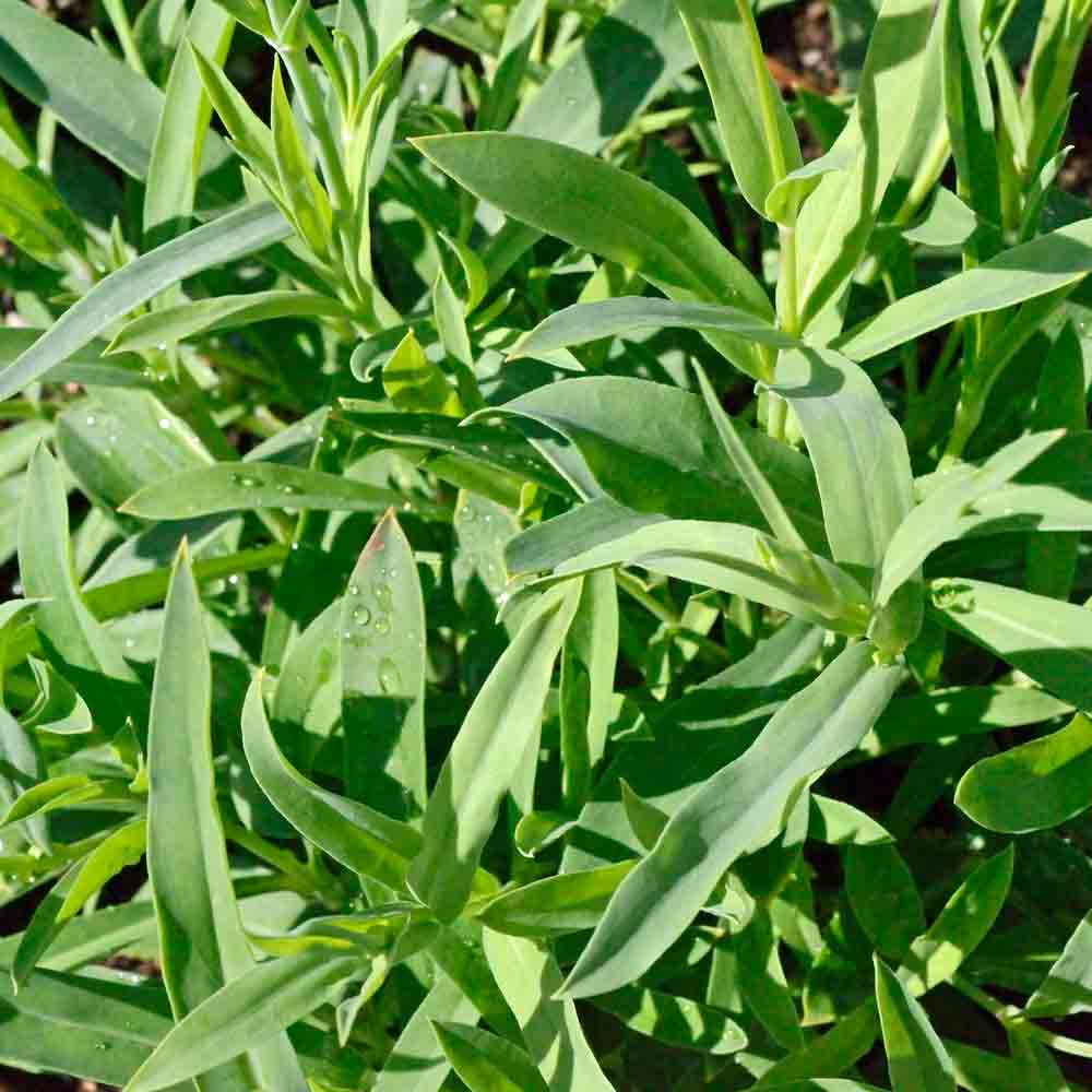 Sculpit /Stridolo Heirloom Seeds | Terroir Seeds