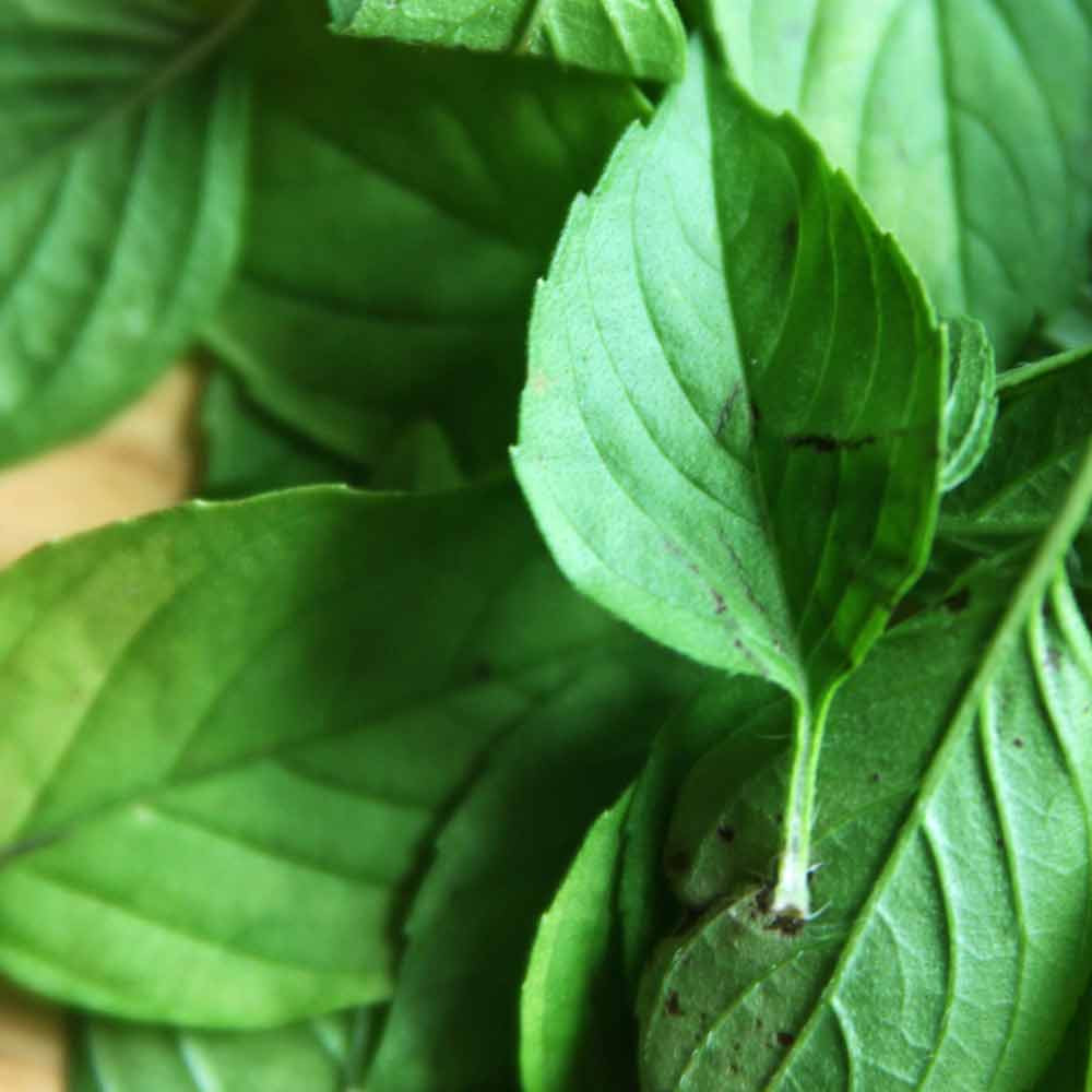Lemon Basil Heirloom Seeds | Terroir Seeds
