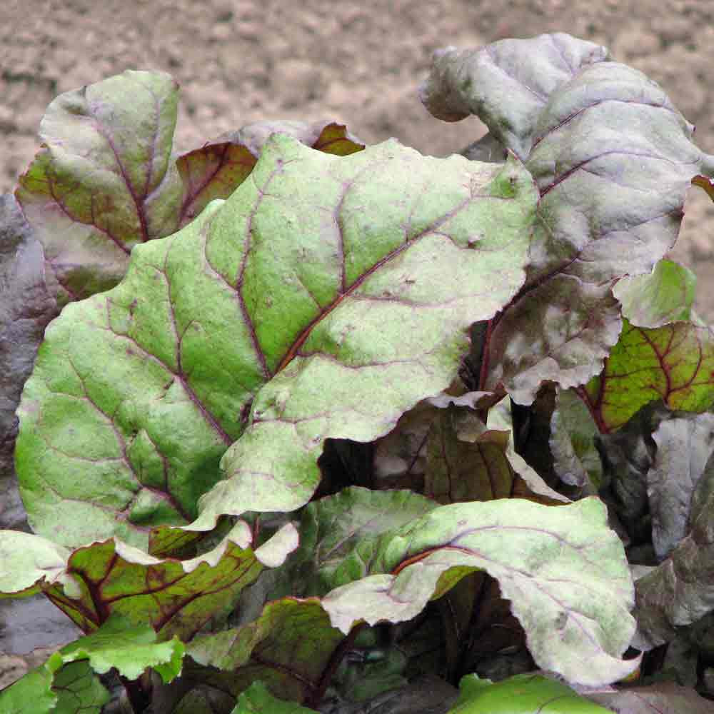 Heirloom Bull's Blood Beet Seeds | Terroir Seeds