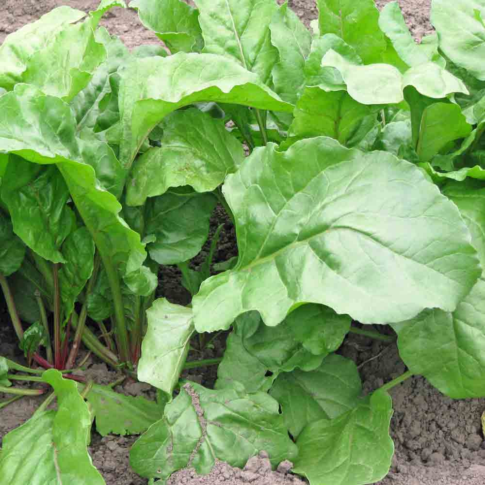 Chioggia/Candystripe Heirloom Beet Seeds | Terroir Seeds