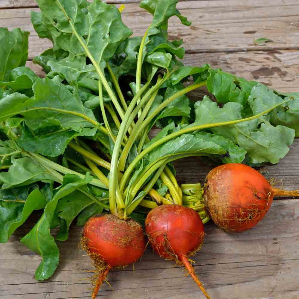 Golden Detroit Heirloom Beet Seeds | Terroir Seeds