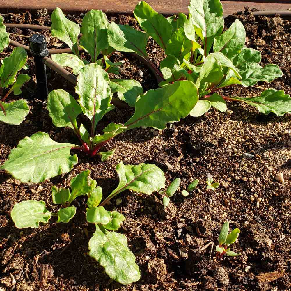 Ruby Queen Heirloom Beet Seeds | Terroir Seeds
