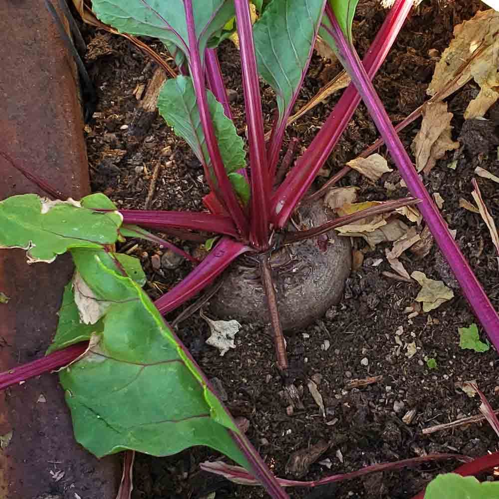 Ruby Queen Heirloom Beet Seeds | Terroir Seeds